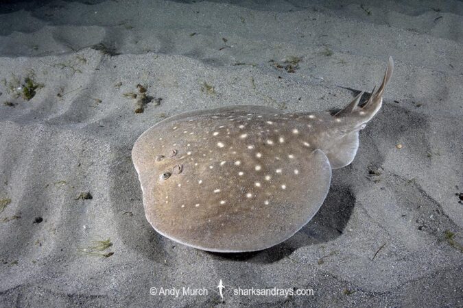 West African Torpedo Ray - Torpedo mackayana
