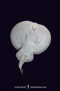 West African Torpedo Ray 071 | Sharks and Rays