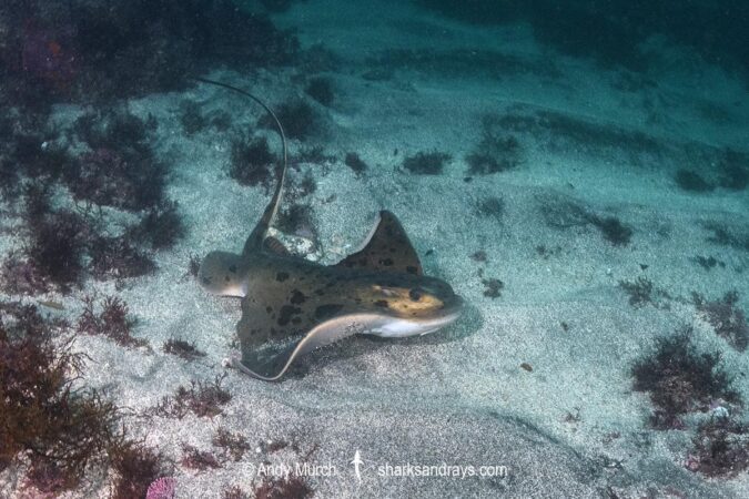 Japanese Eagle Ray 010 | Sharks and Rays