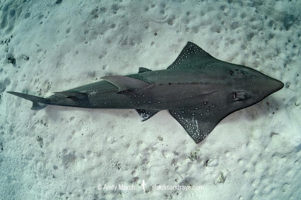 Bottlenose Wedgefish - Rhynchobatus australiae