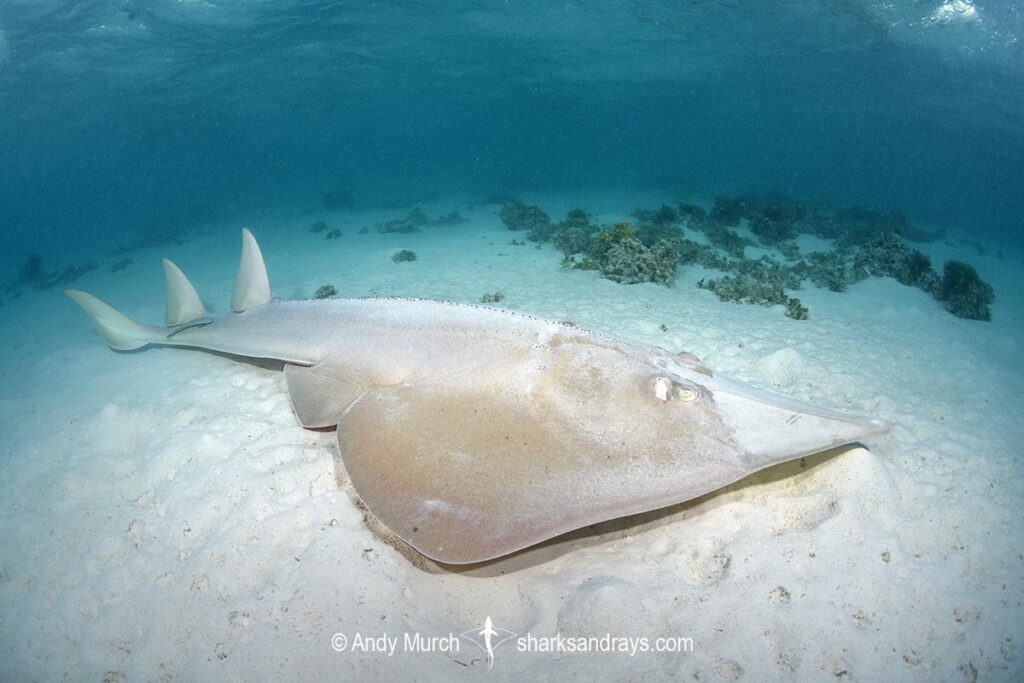 Giant Guitarfish 032 | Sharks and Rays