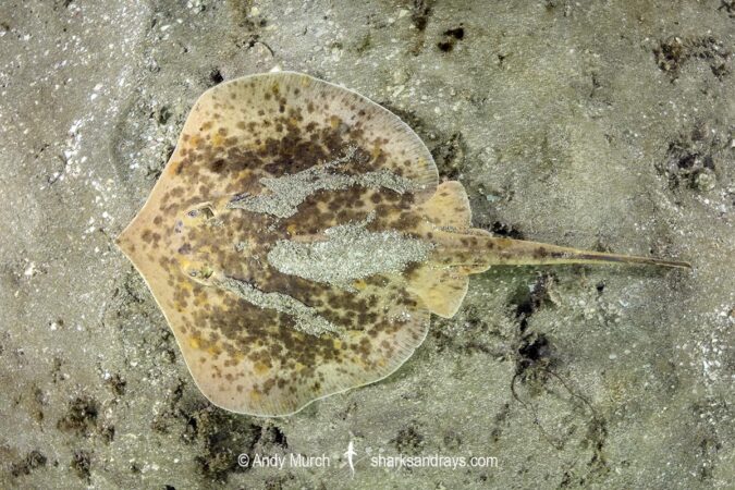Starry Round Stingray - Urobatis asterias