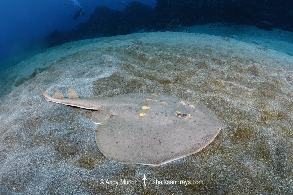 Yellowspotted Fanray - Platyrhina tangi