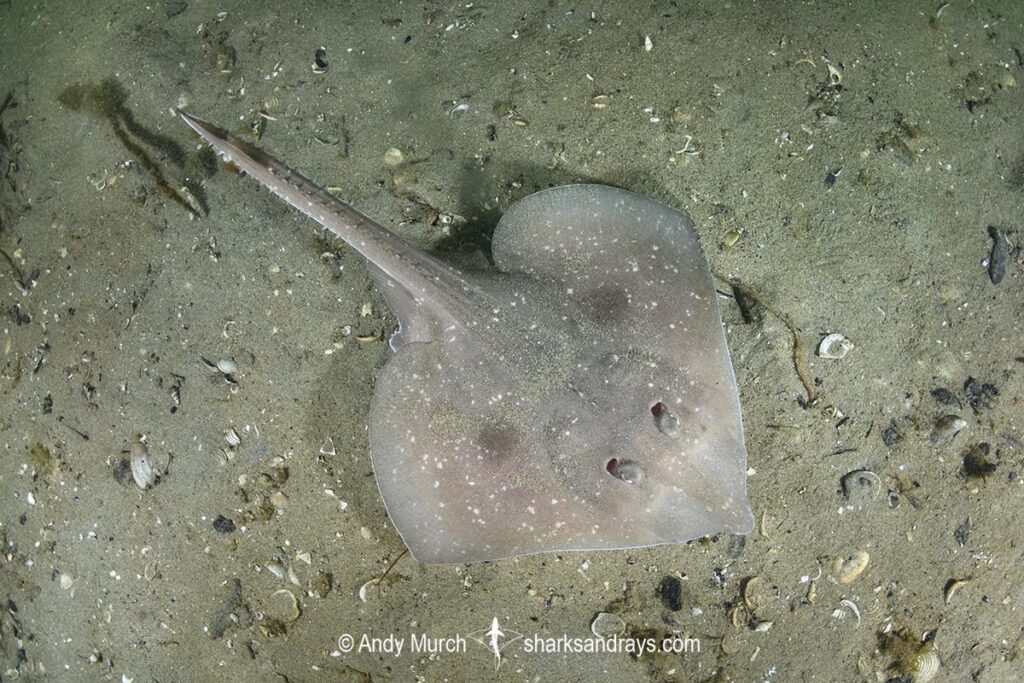 Melbourne Skate - Spiniraja whitleyi