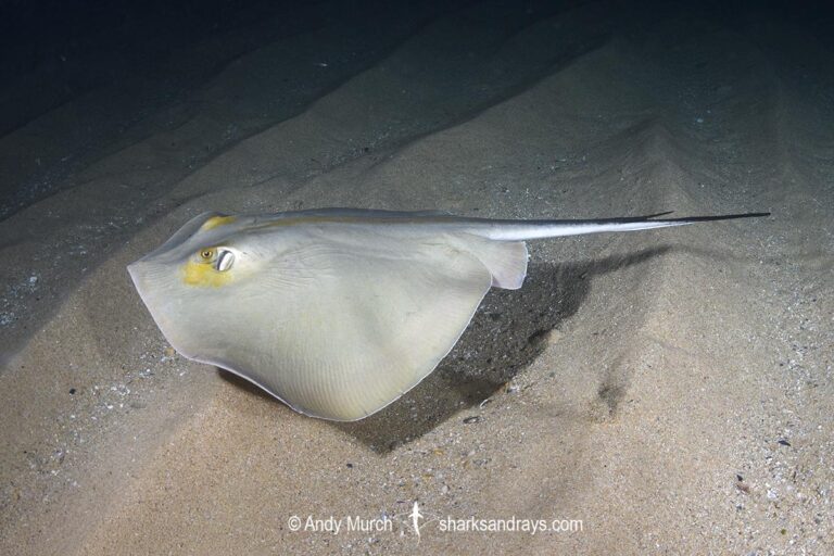 Common Stingray - Dasyatis pastinaca